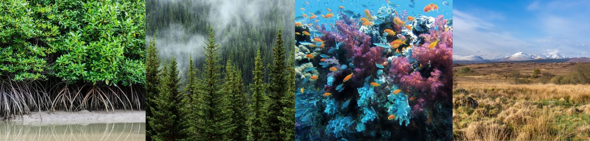 Protecting & restoring biodiversity ecosystems | Climate Connect