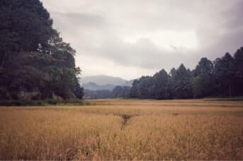 Trees for the Future Uganda | Climate Connect