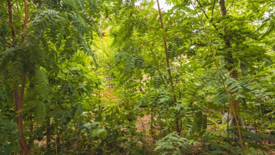 The magnificent microforest | Climate Connect