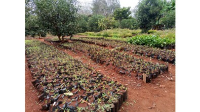 School Fruit & Shade Tree Planting Project | Climate Connect
