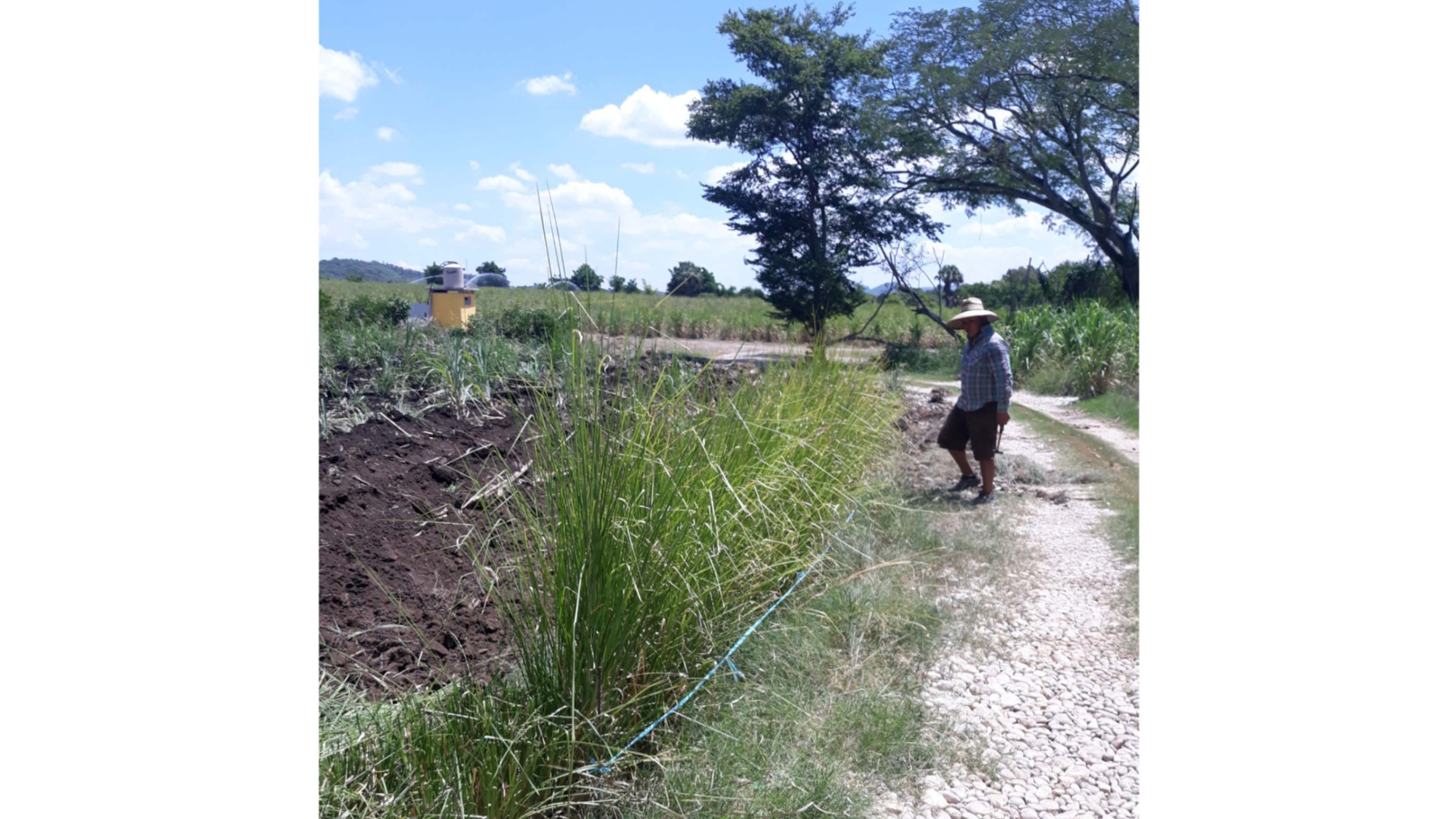 Soil regeneration using vetiver grass on contour | Climate Connect