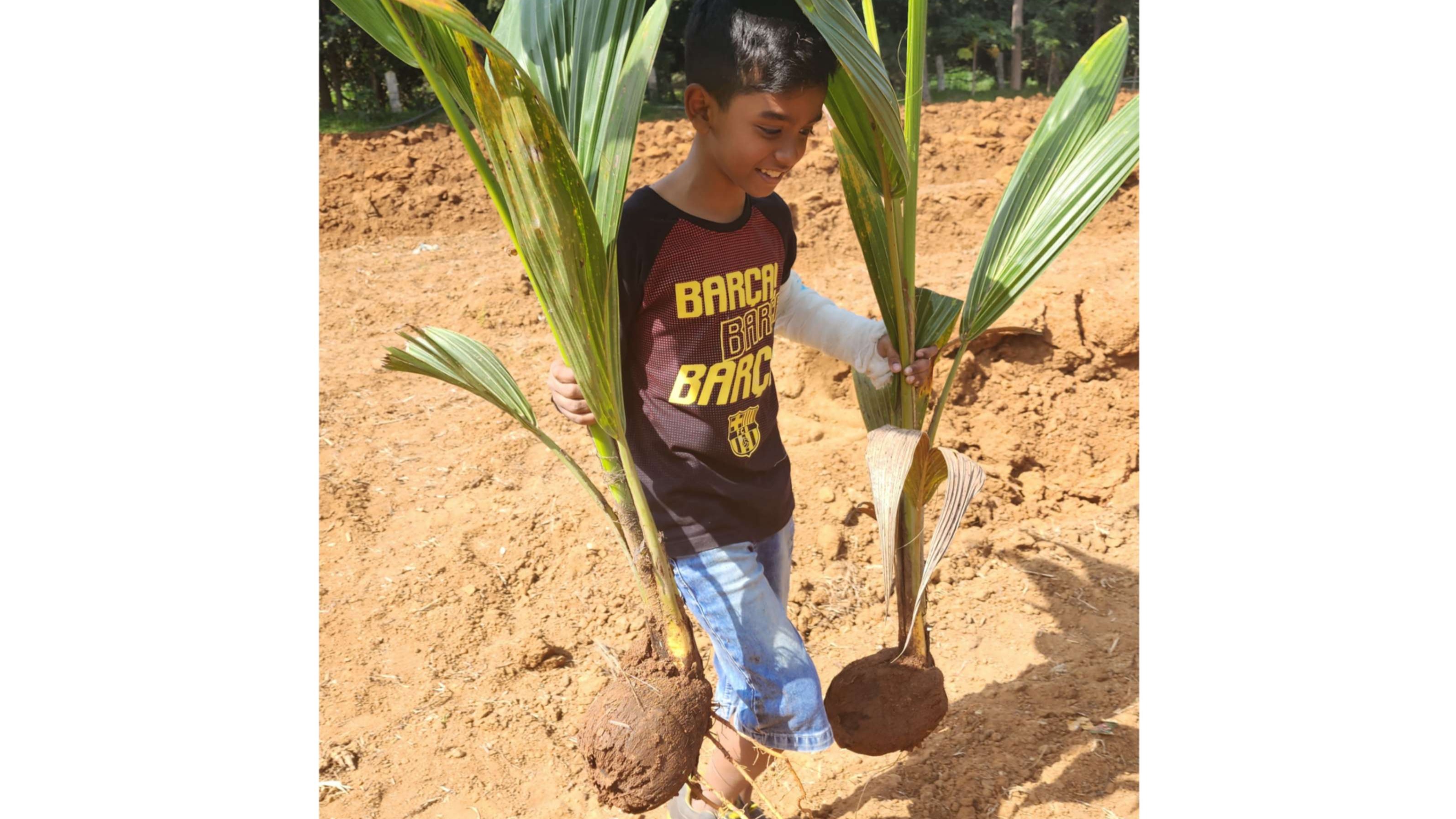 Planting Drive in 2024 | Climate Connect