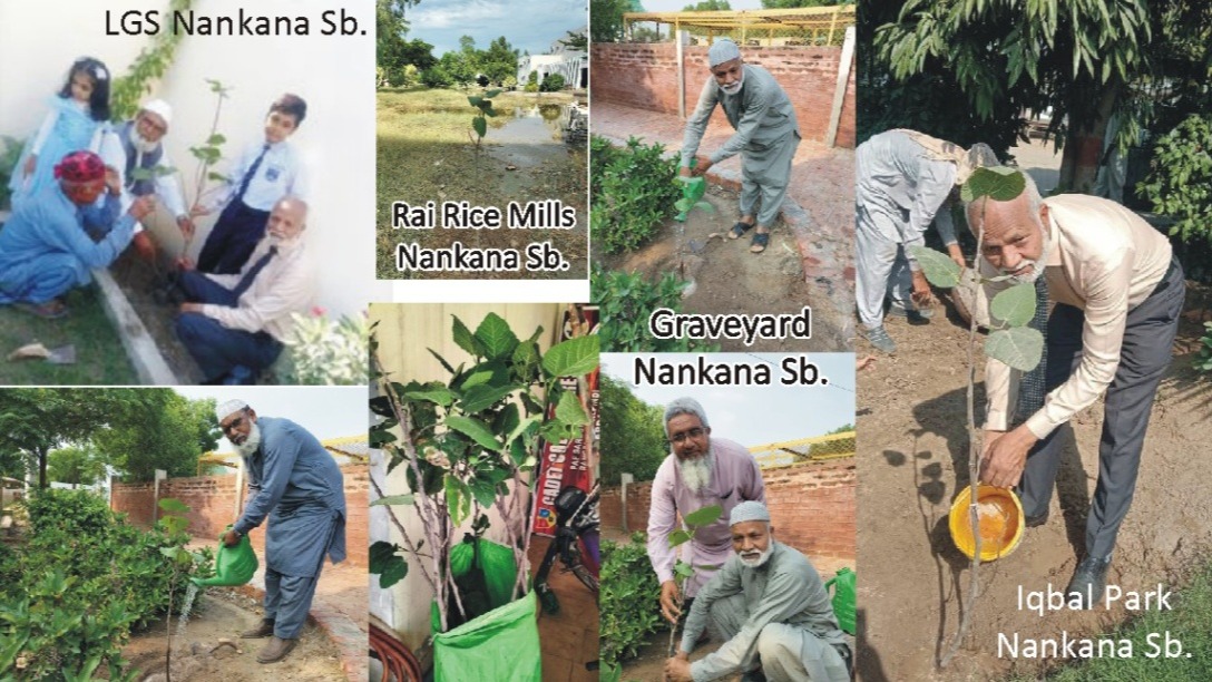 Fig Plantation-Nankana Sb | Climate Connect