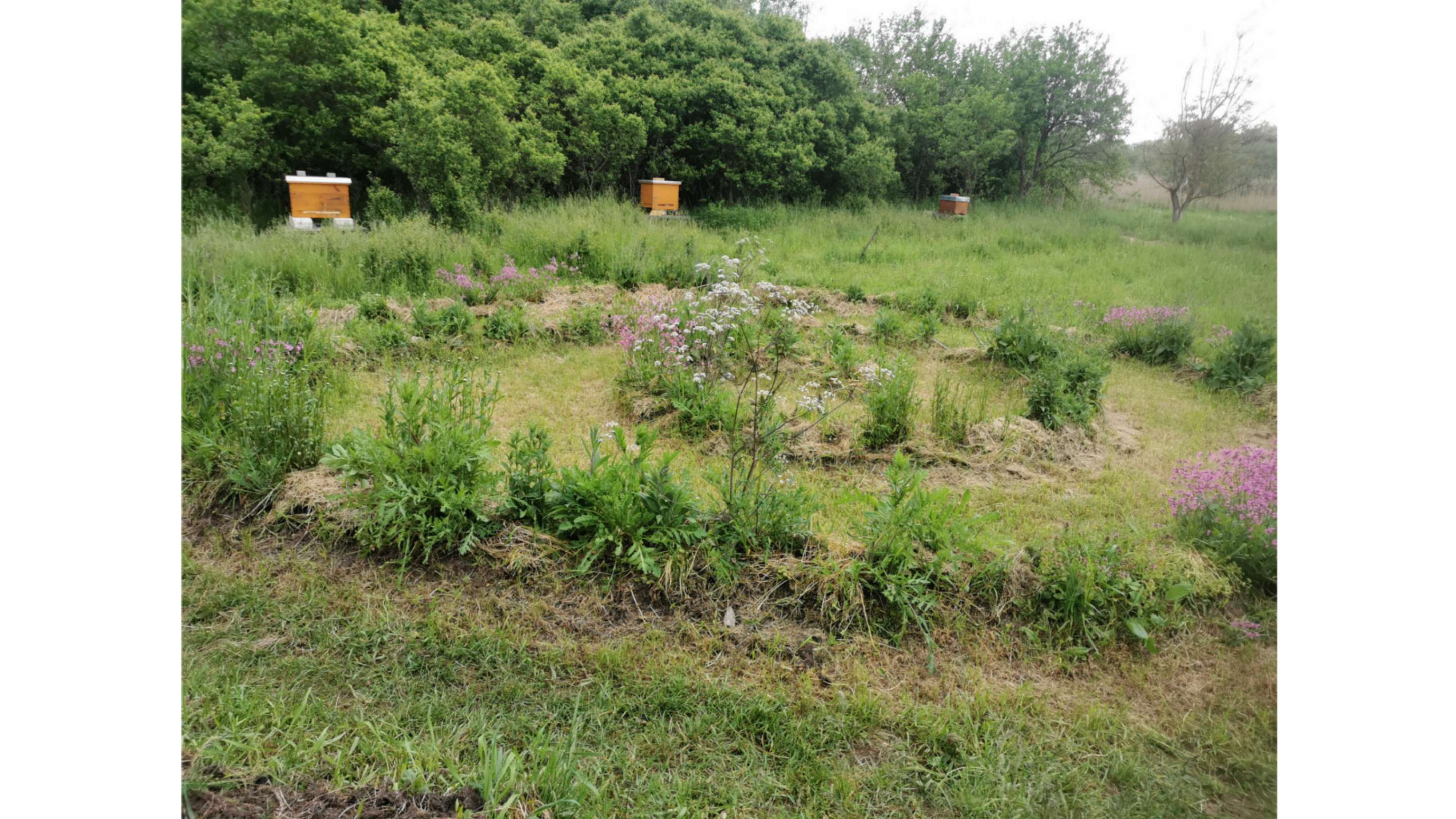 Bee experience days/ bee democracy | Climate Connect